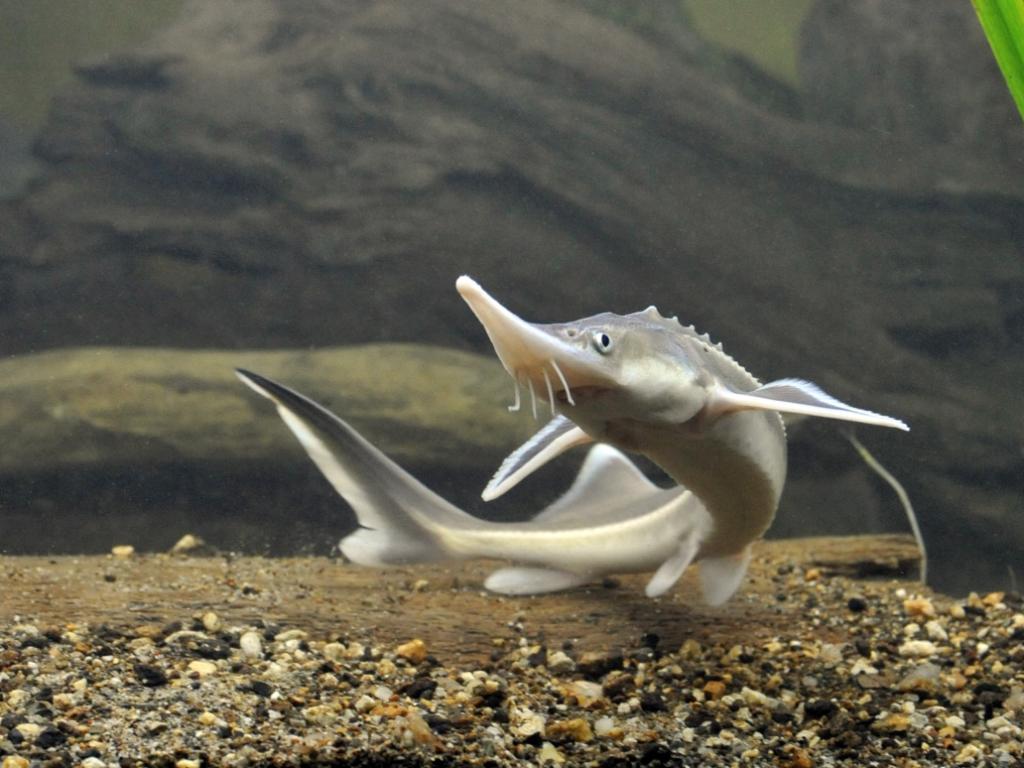 Дунавските есетри: Какво става, когато видовете изчезват - Технологии ...