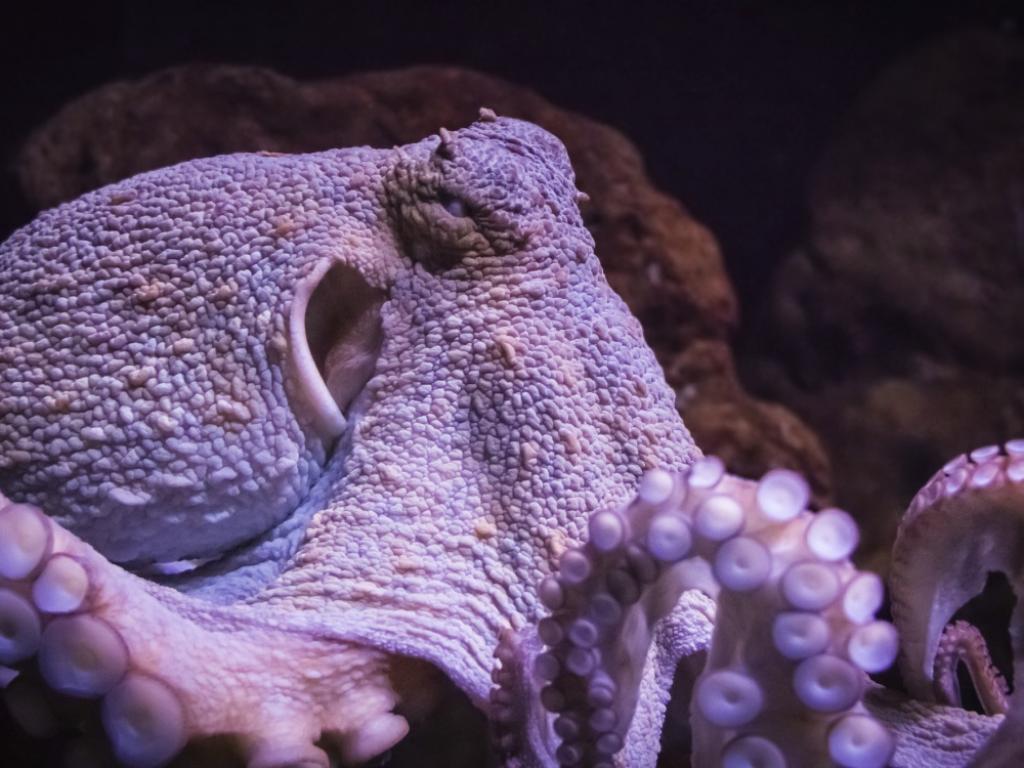 Вид октоподи печелят приза "майка на годината" - Технологии | Vesti.bg