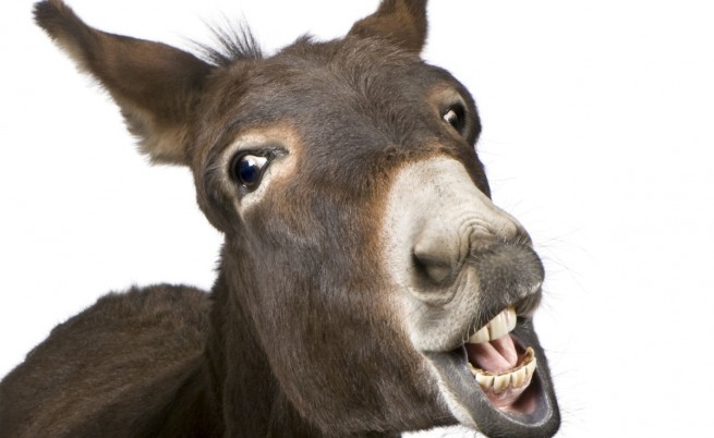 Германец ще пази овцете си с магарета - Развлечения - Любопитно | Vesti.bg