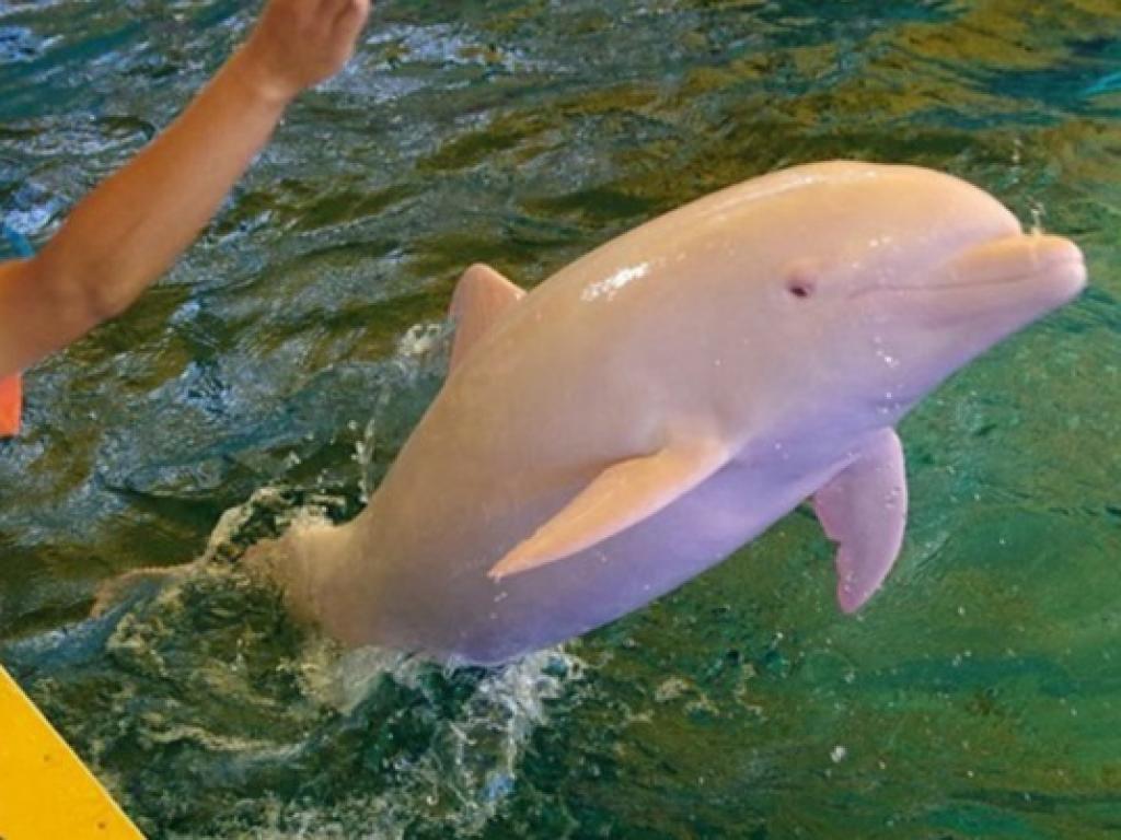Делфин става розов, когато се ядоса (видео) - Развлечения - Vesti.bg