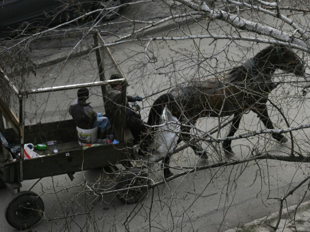 Отново: роми пребиха изнемощял кон (видео) - България | Vesti.bg