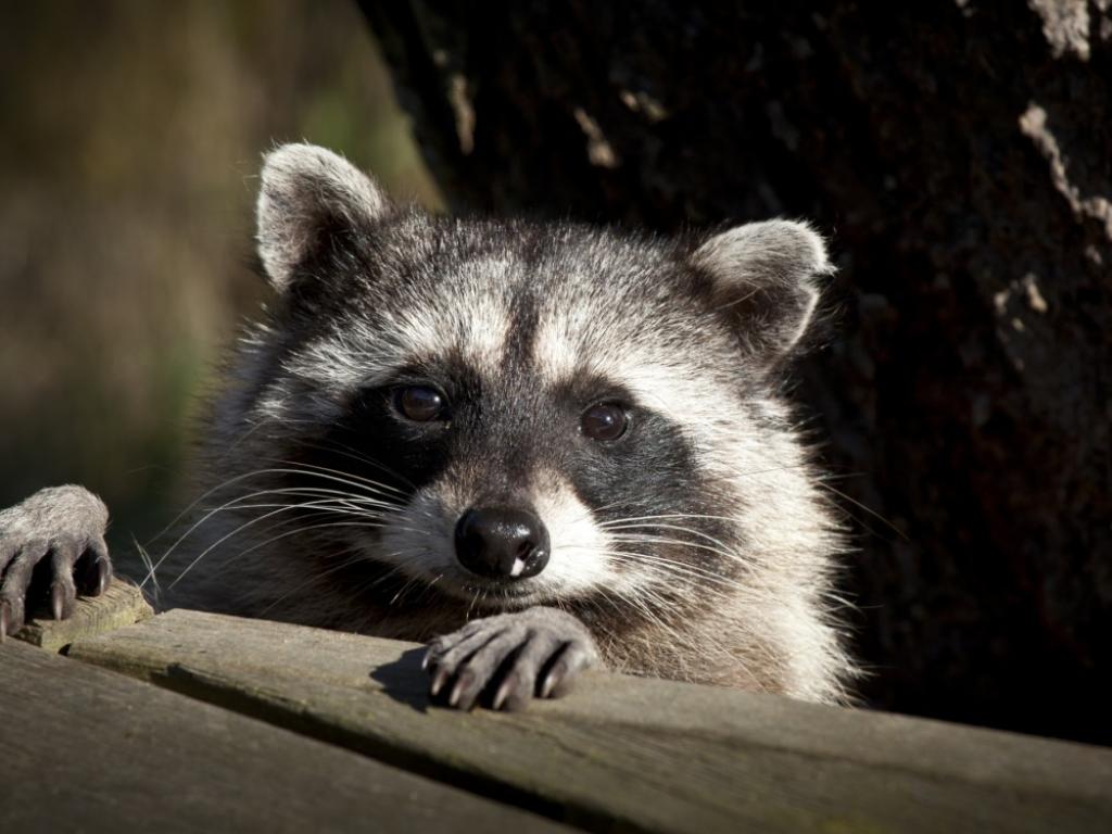 Миеща мечка чука на вратата (видео) - Развлечения - Vesti.bg