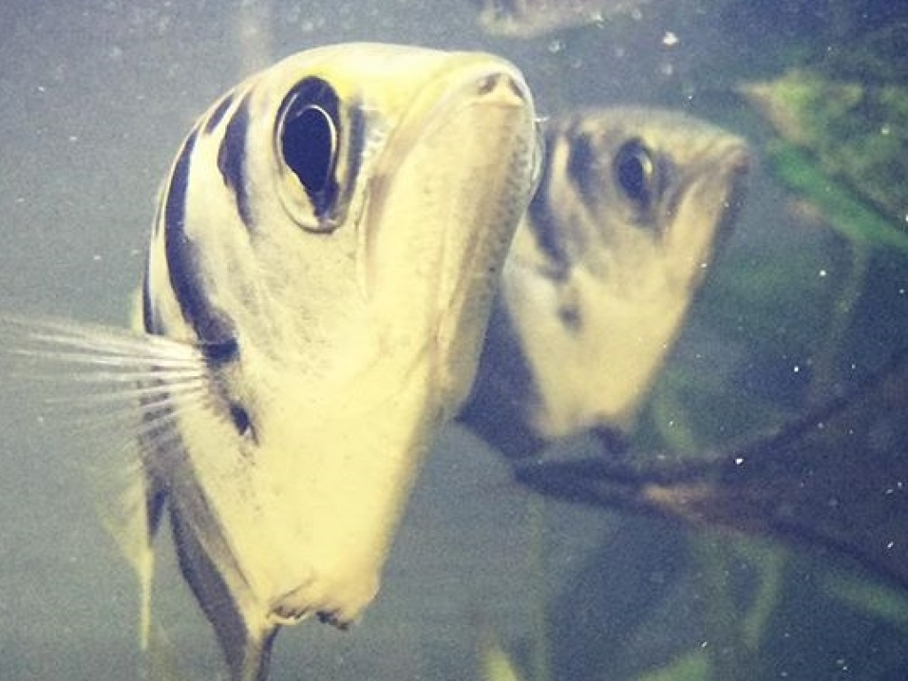 Тропически риби различават човешки лица - Технологии - Vesti.bg