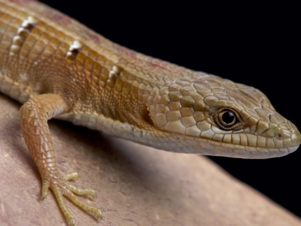 Нов вид гущер гекон бе открит на остров Мадагаскар - Любопитно - Vesti.bg