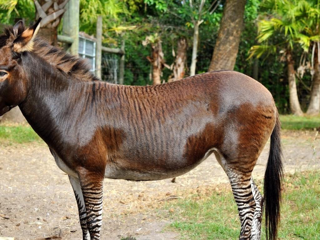 Роди се рядка кръстоска между магаре и зебра - Любопитно - Vesti.bg