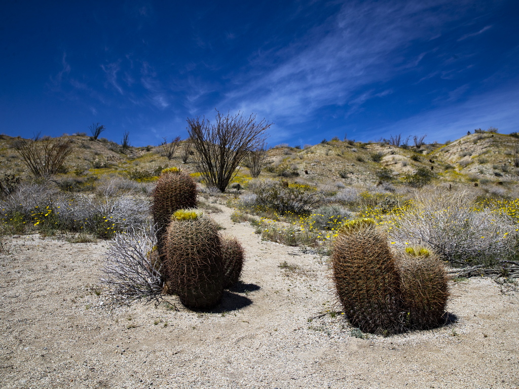Пустиня стана цветна градина - Сн. 17 Фото галерии - Vesti.bg