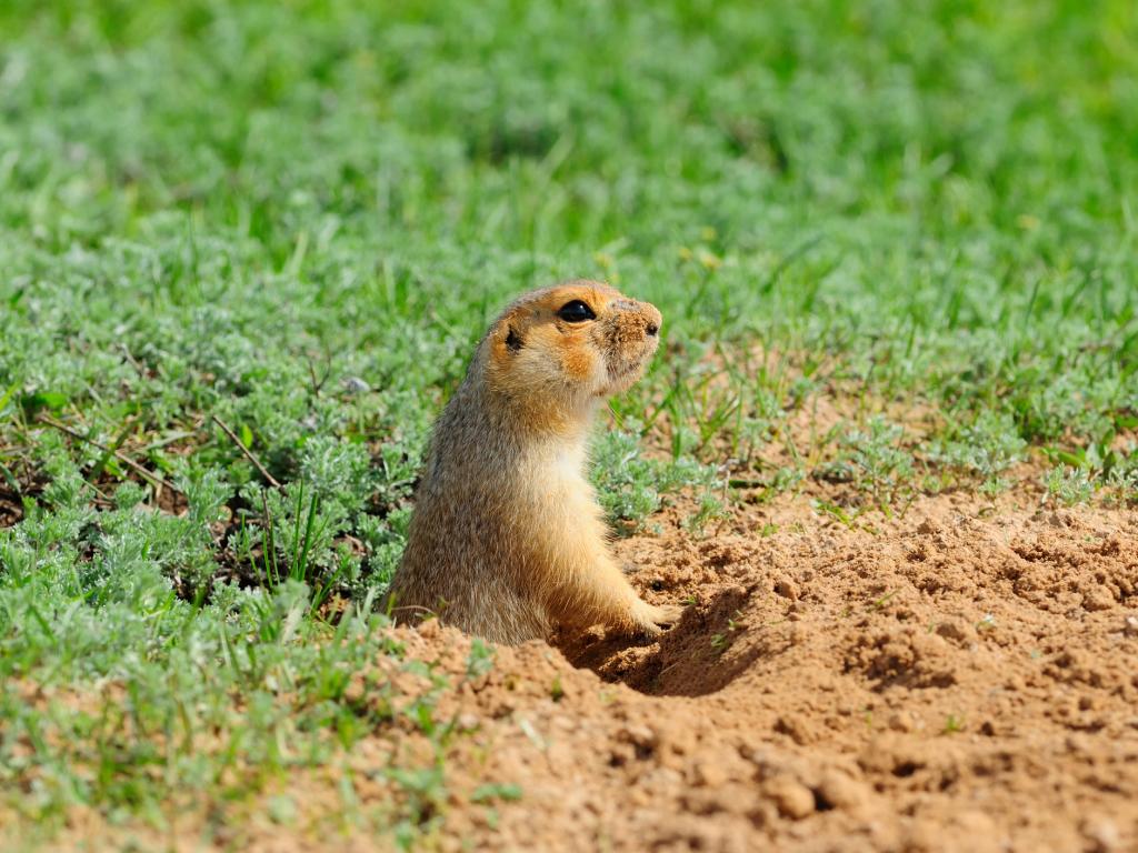 Вижте кое животно обича цветята дори повече от вас - Любопитно - Vesti.bg