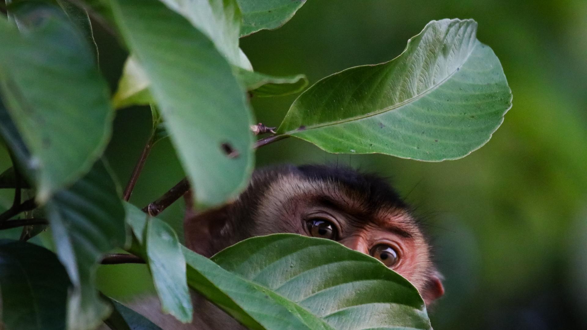 Разследват смъртта на 9 маймуни за 2 дни в зоопарк - Свят - Vesti.bg