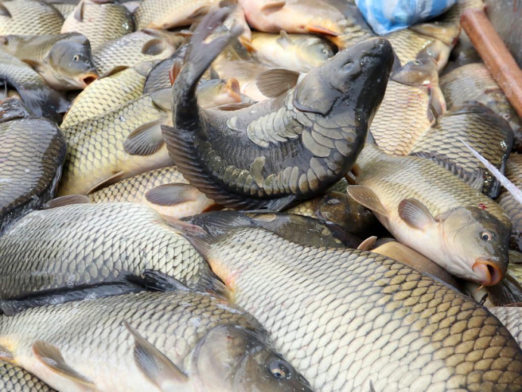 Жената, която шие дрехи от риби - Любопитно - Vesti.bg