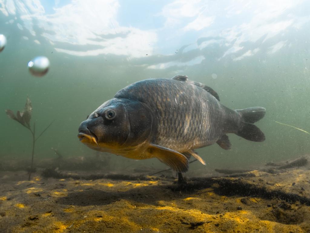 Мъж улови 16-килограмов шаран (СНИМКИ) - Любопитно - Vesti.bg