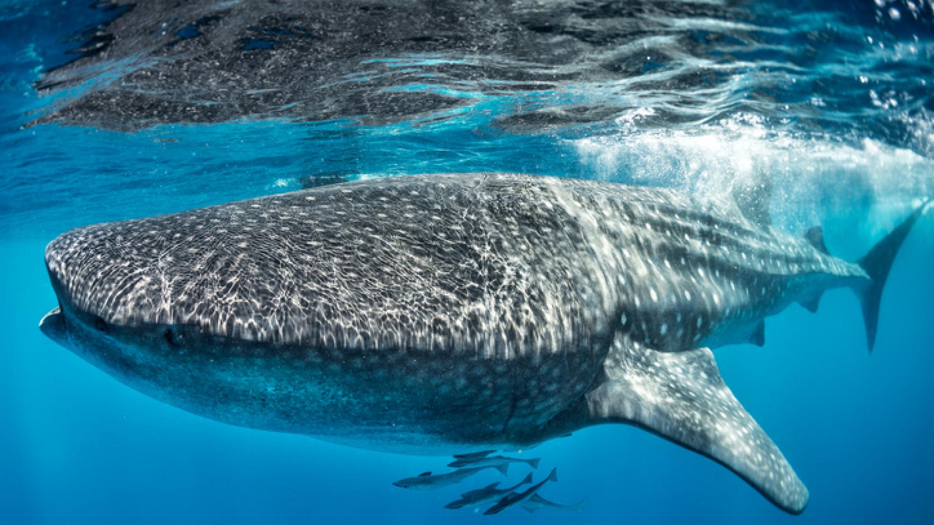 Китовата акула: Най-голямата риба в света и нейният антураж|Vesti.bg