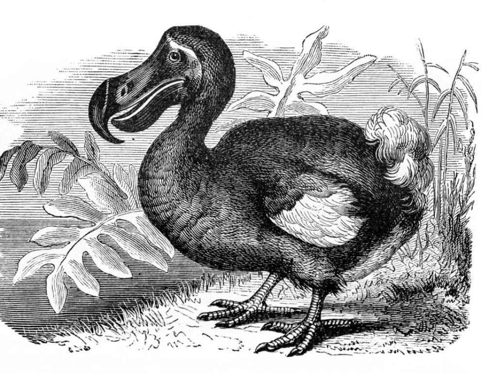 Опитват да съживят легендарната птица Додо, възможно ли е? - Любопитно ...