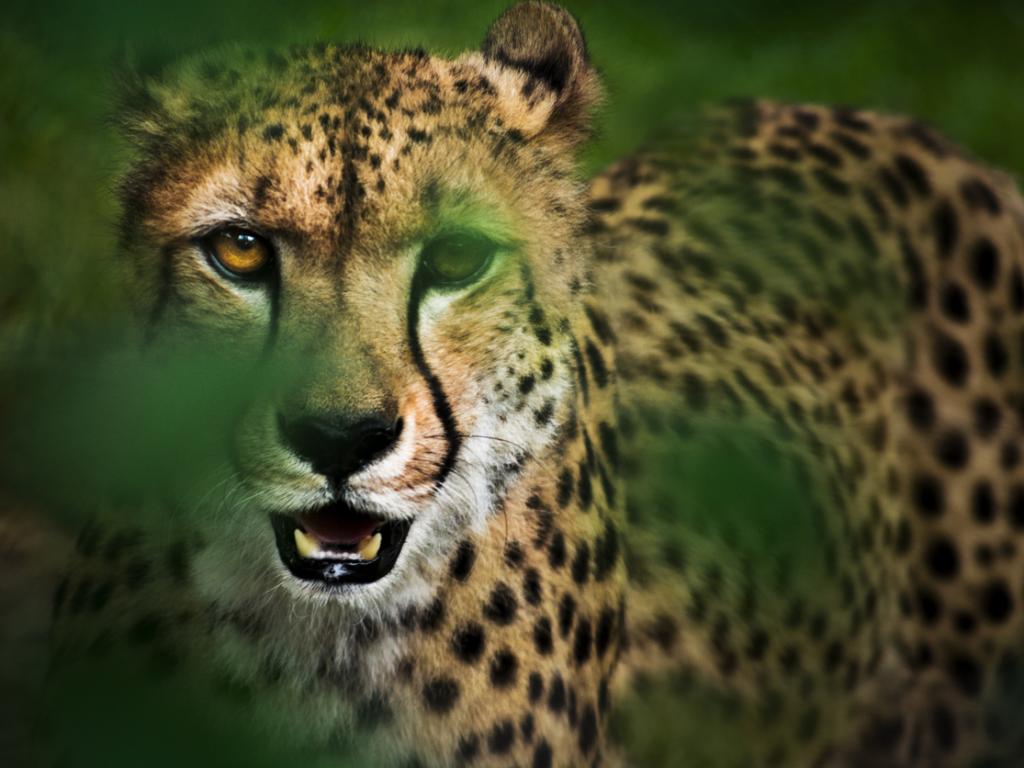 Гепарди се връщат сред природата в Индия след 70 години - Любопитно ...