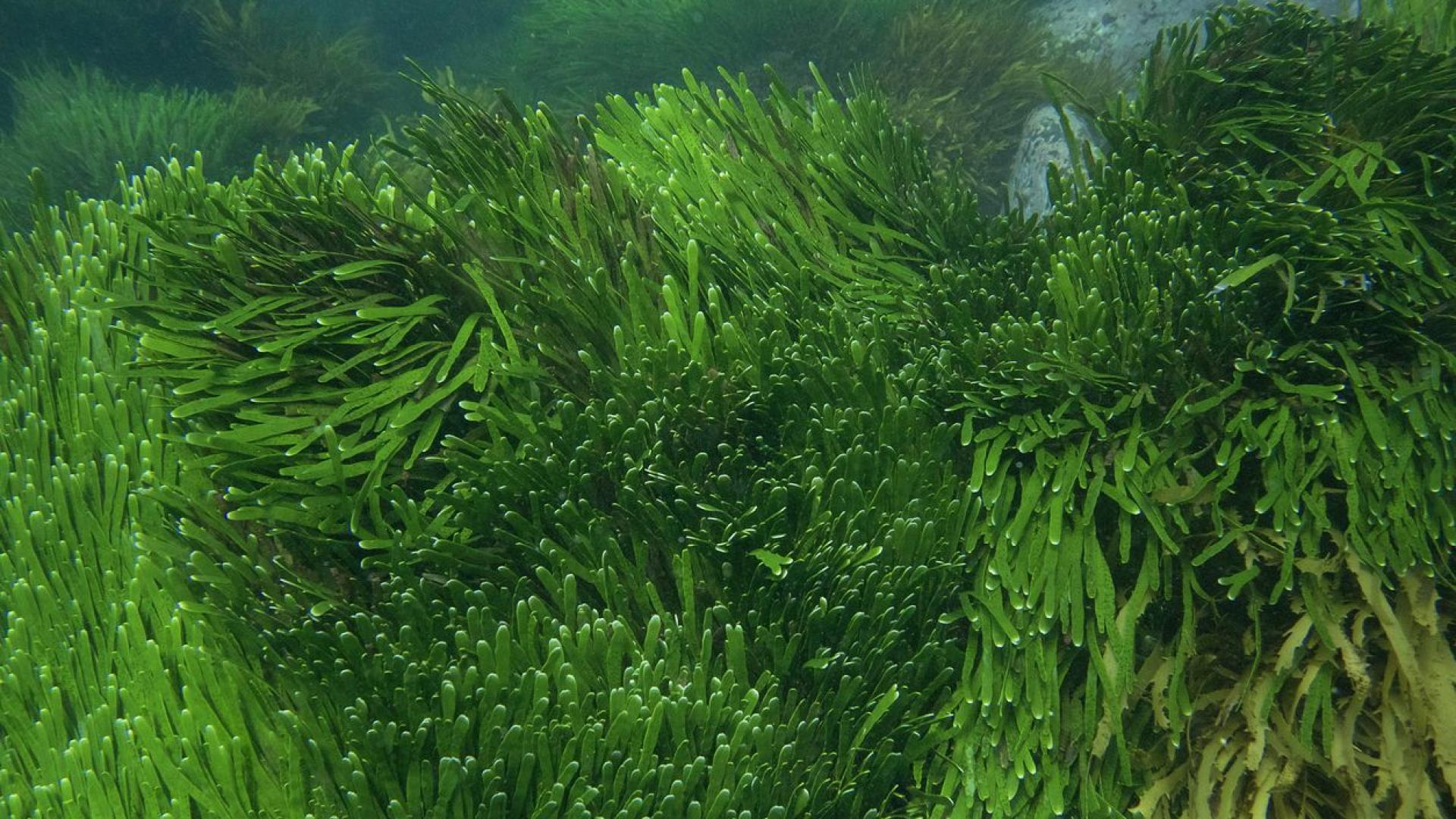 Микроводорасли: Протеинът на бъдещето - Любопитно - Vesti.bg