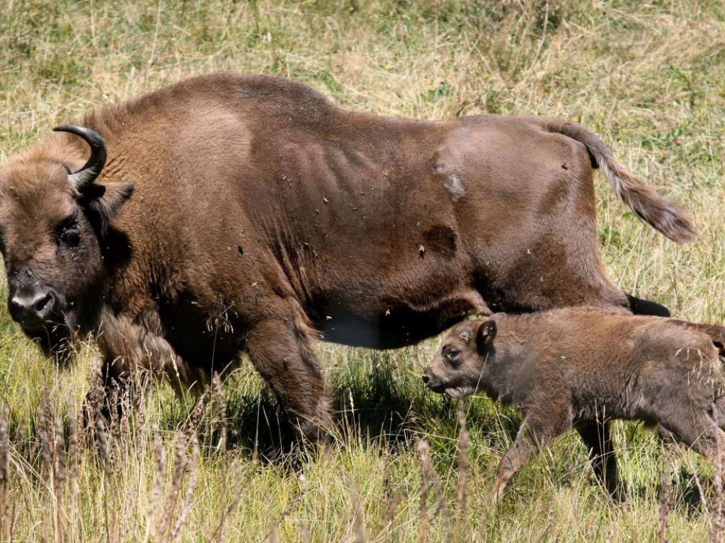 Умрял ли е женски бизон днес в Столичния зоопарк? - България | Vesti.bg